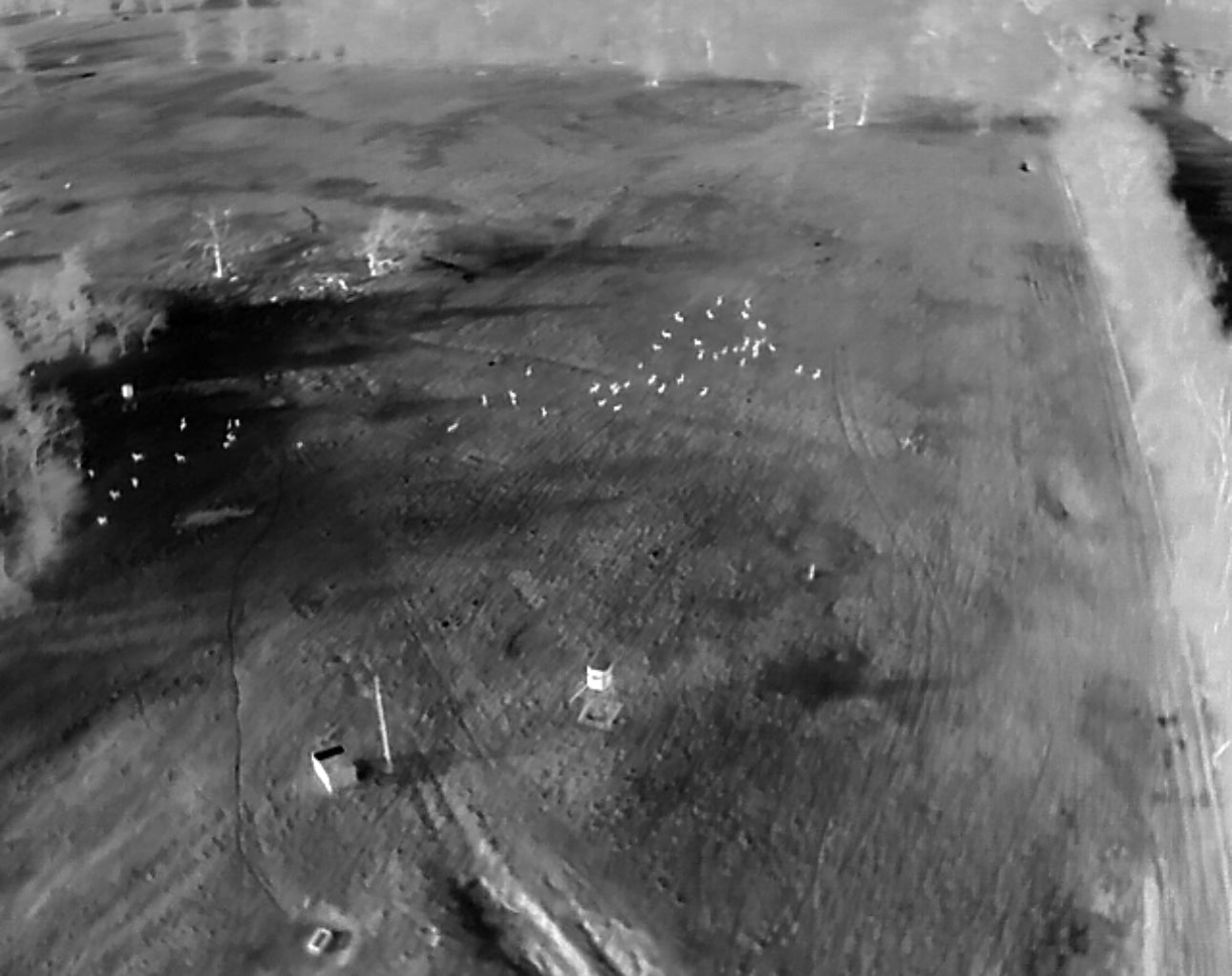 DeerSkys Thermal Drone Wildlife Surveys Made Easy... Better Results ...