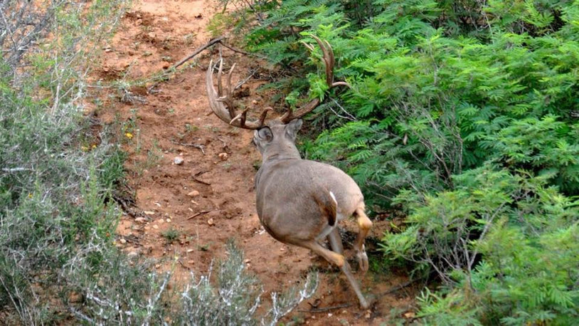 DeerSkys | Thermal Drone Wildlife Solutions – DeerSkys | Thermal Ranch ...